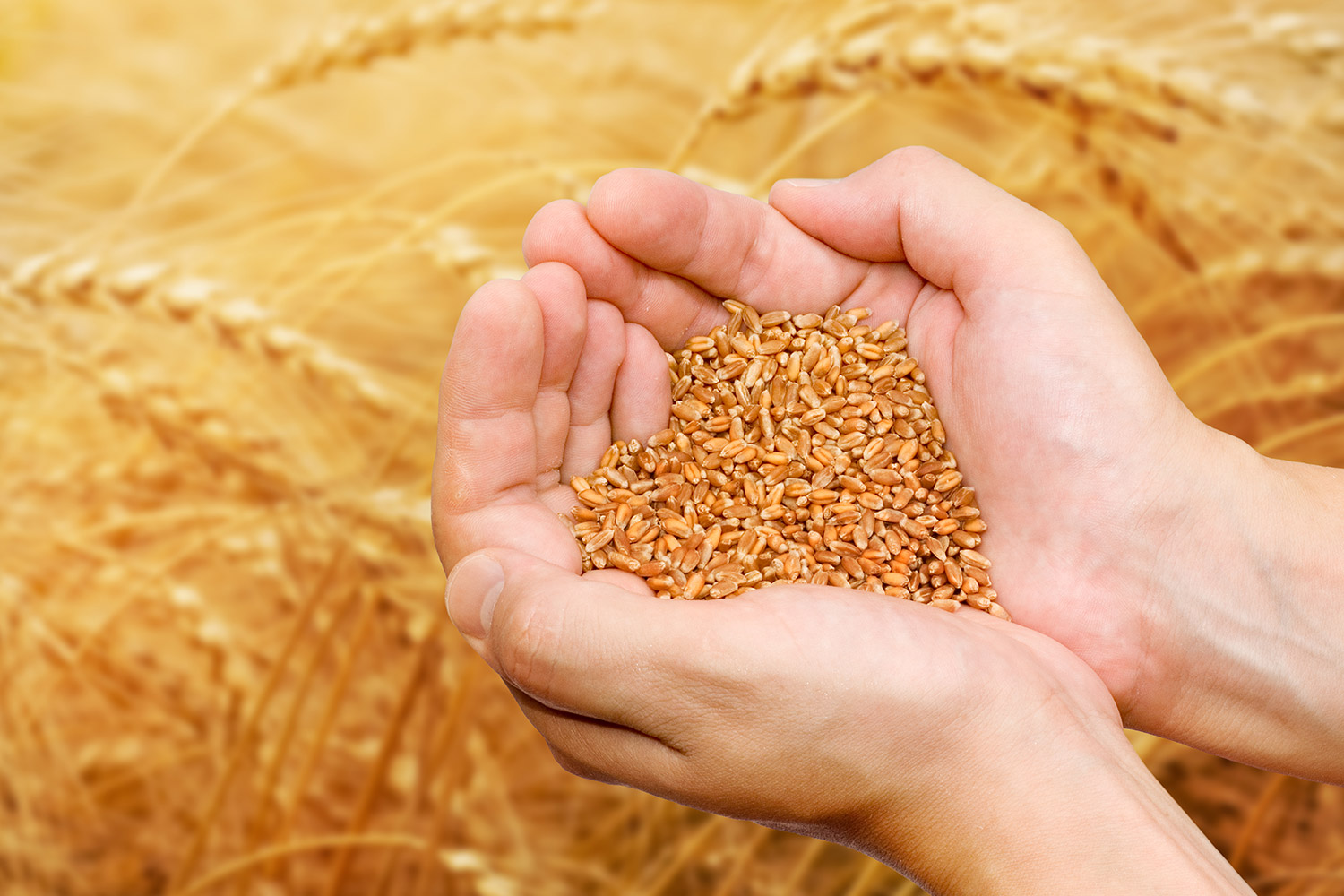 Del granero a la cosecha – Comibam Internacional